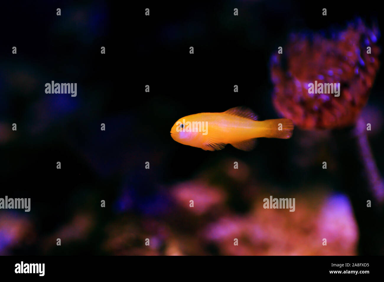 Lemon goby gobiodon citrinus hi-res stock photography and images - Alamy