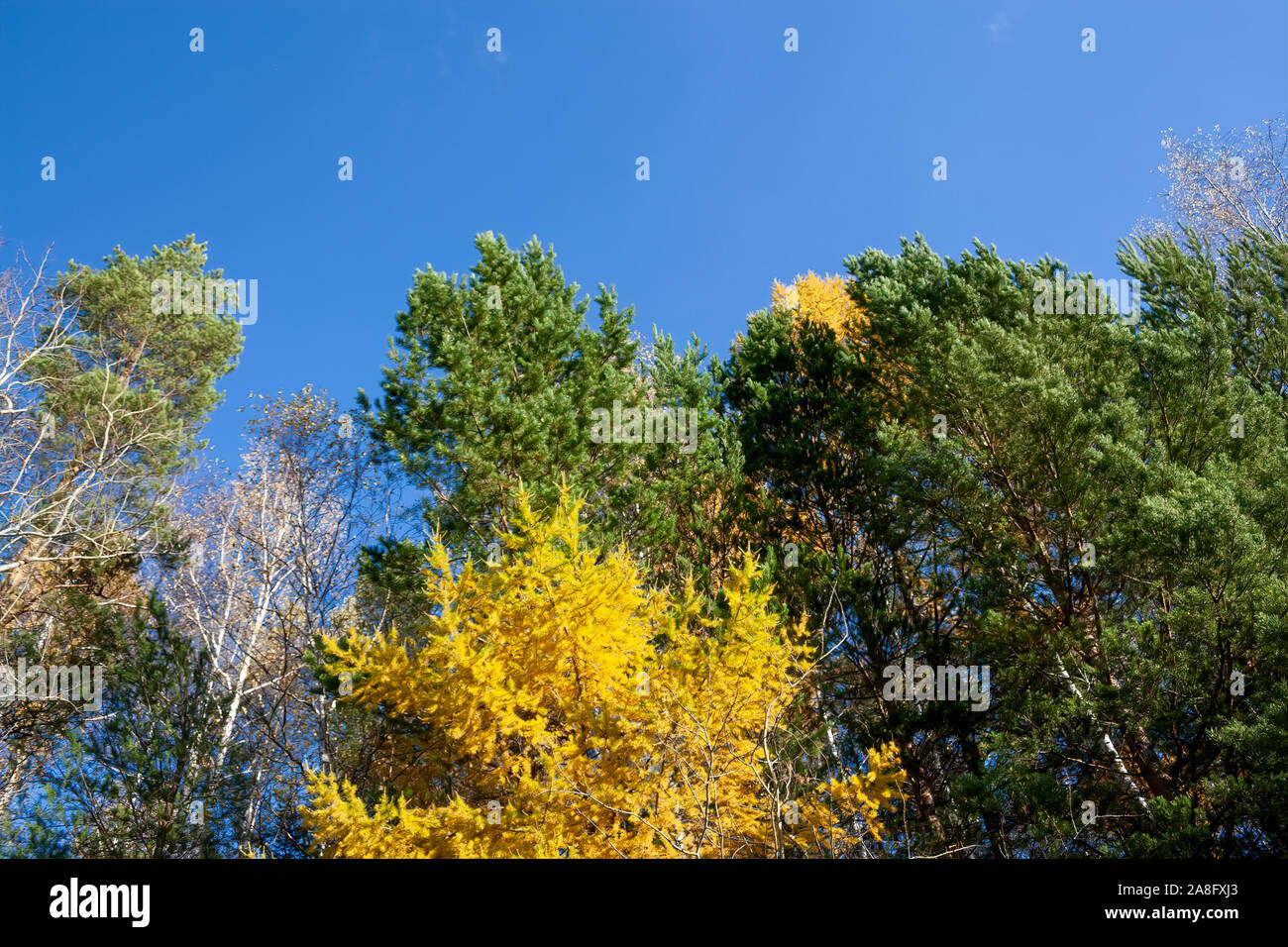 Multi colored trees hi-res stock photography and images - Alamy