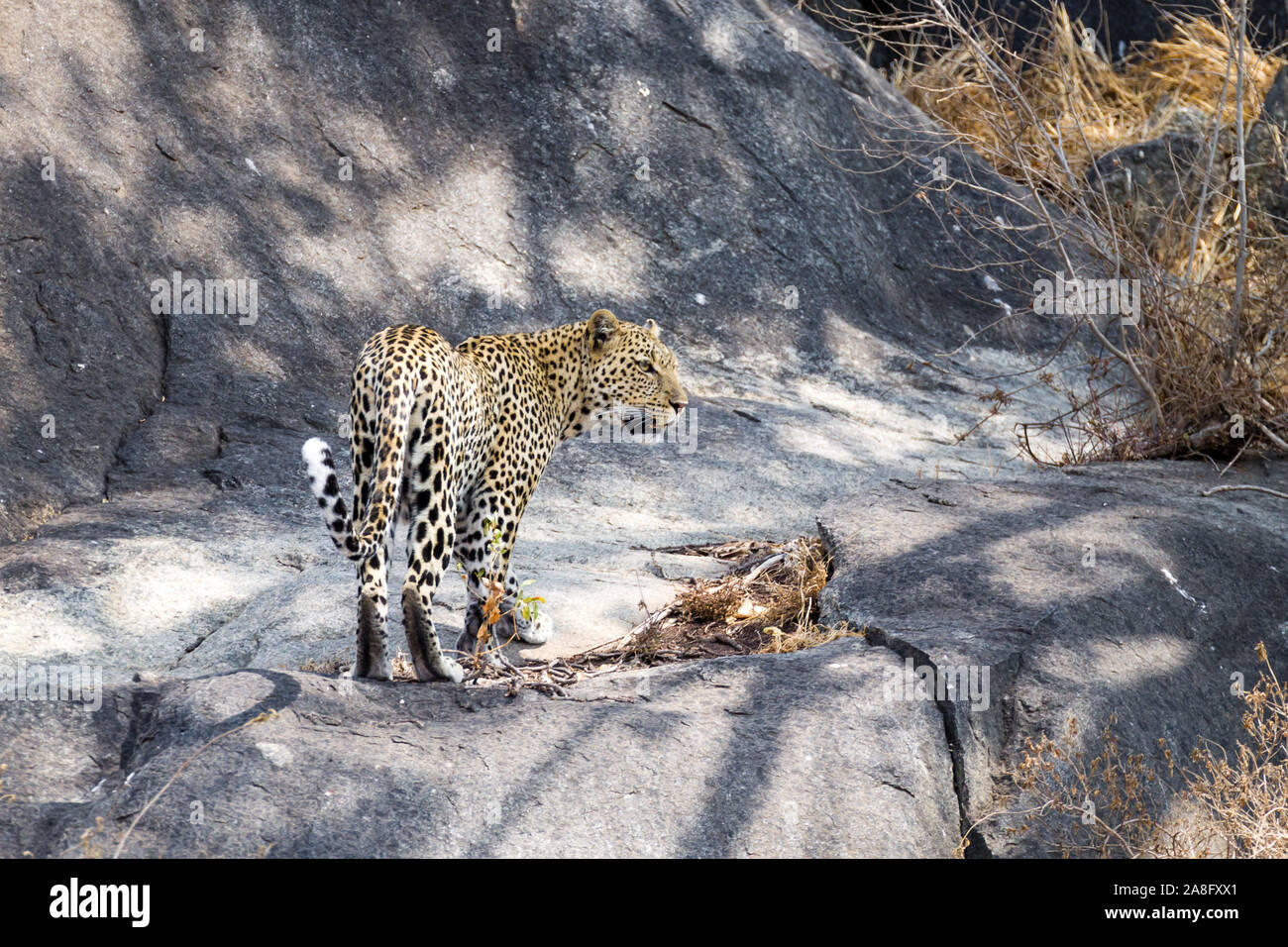Leopard rock tanzania hi-res stock photography and images - Alamy