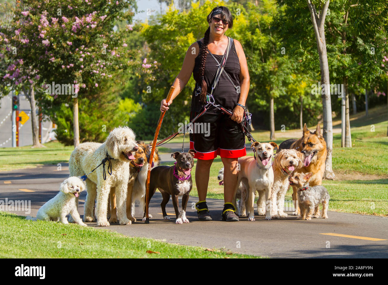 Female dog walker with ten (10) dogs on trail Stock Photo - Alamy
