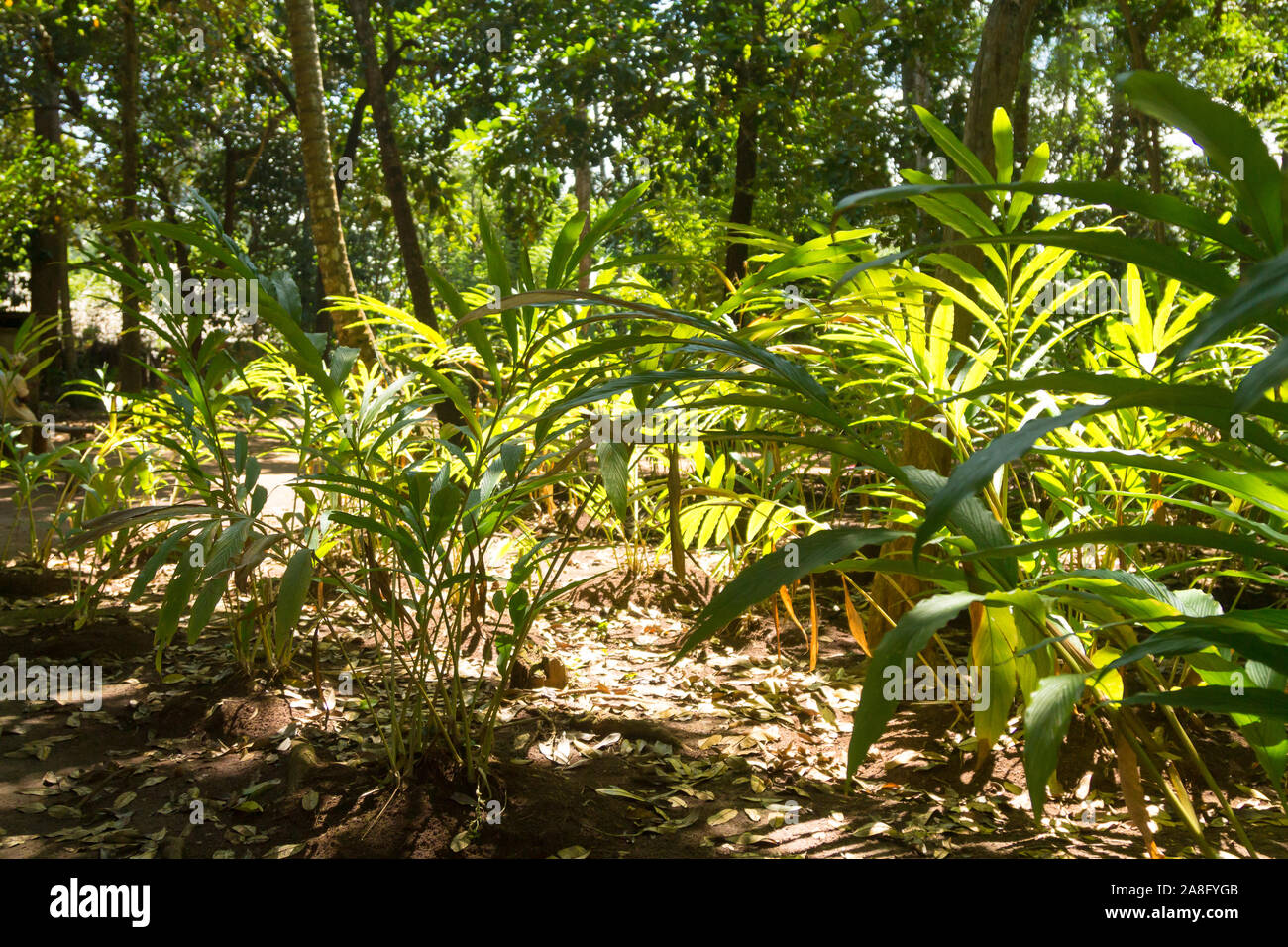 Cardamom cultivation from Zanzibar, Tanzania. Spices cultivation ...