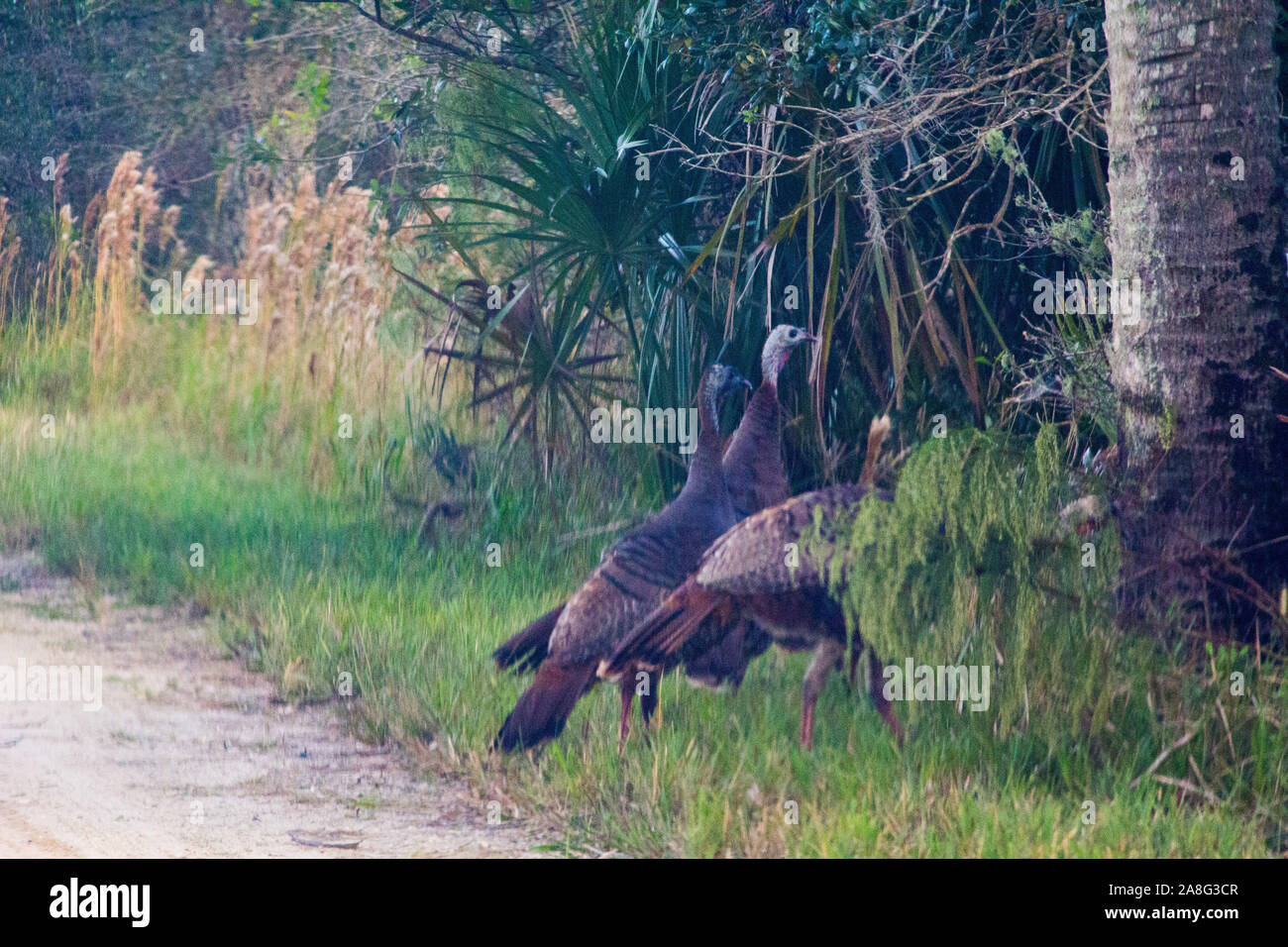 Turkeys, Kissimmee Prairie Preserve State Park, Florida Stock Photo - Alamy