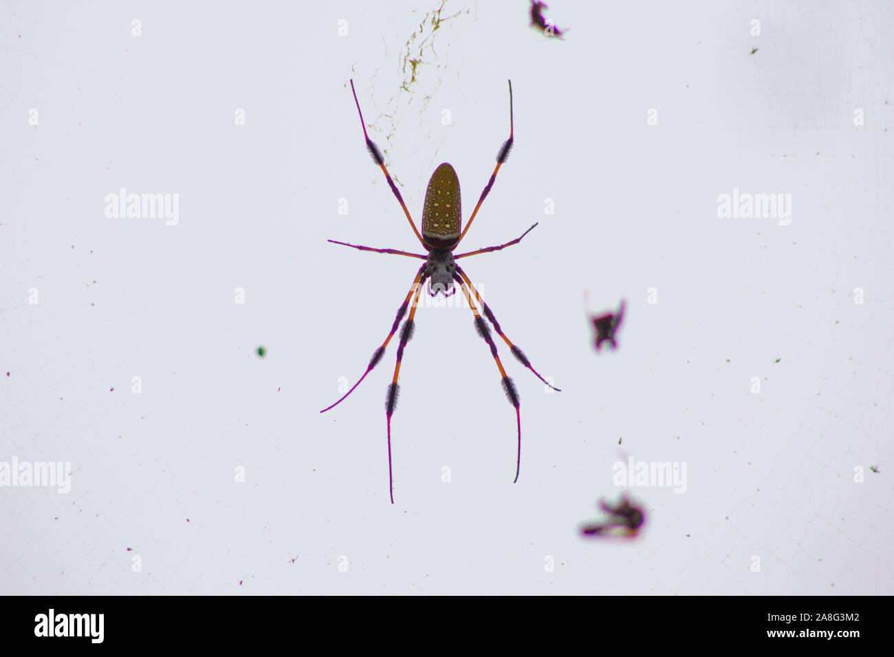 Spider, Kissimmee Prairie Preserve State Park, Florida Stock Photo - Alamy