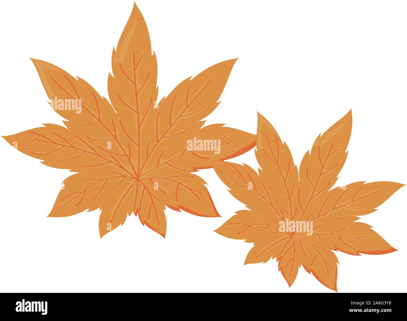 beautiful autumn leaves on white background vector illustration design ...