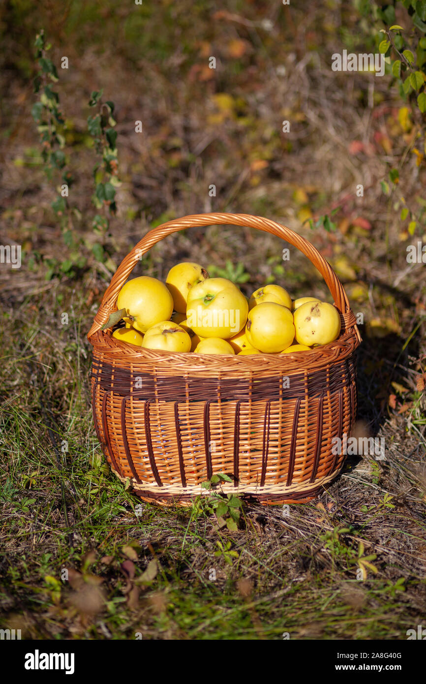 Still life autumn photo of freshly picked yellow quinces in a basket ...