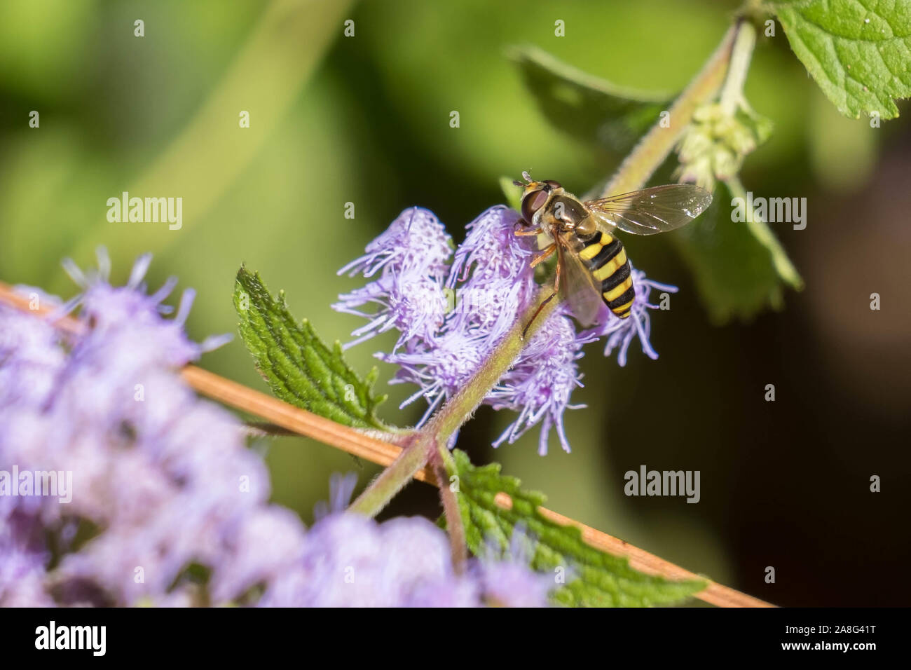 Metasyrphus hi-res stock photography and images - Alamy