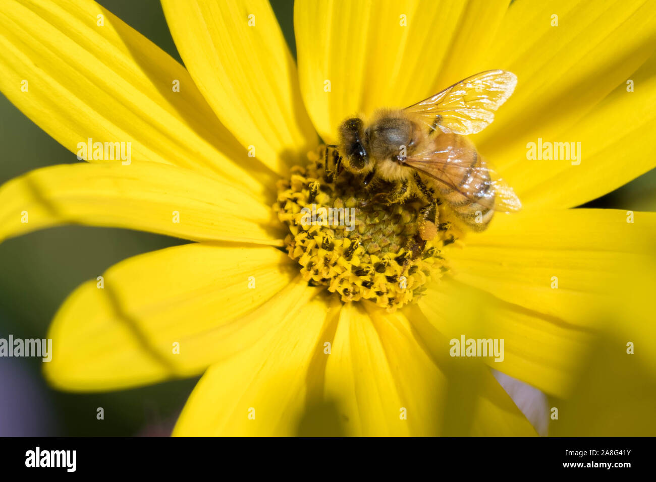 Bee triangle hi-res stock photography and images - Alamy