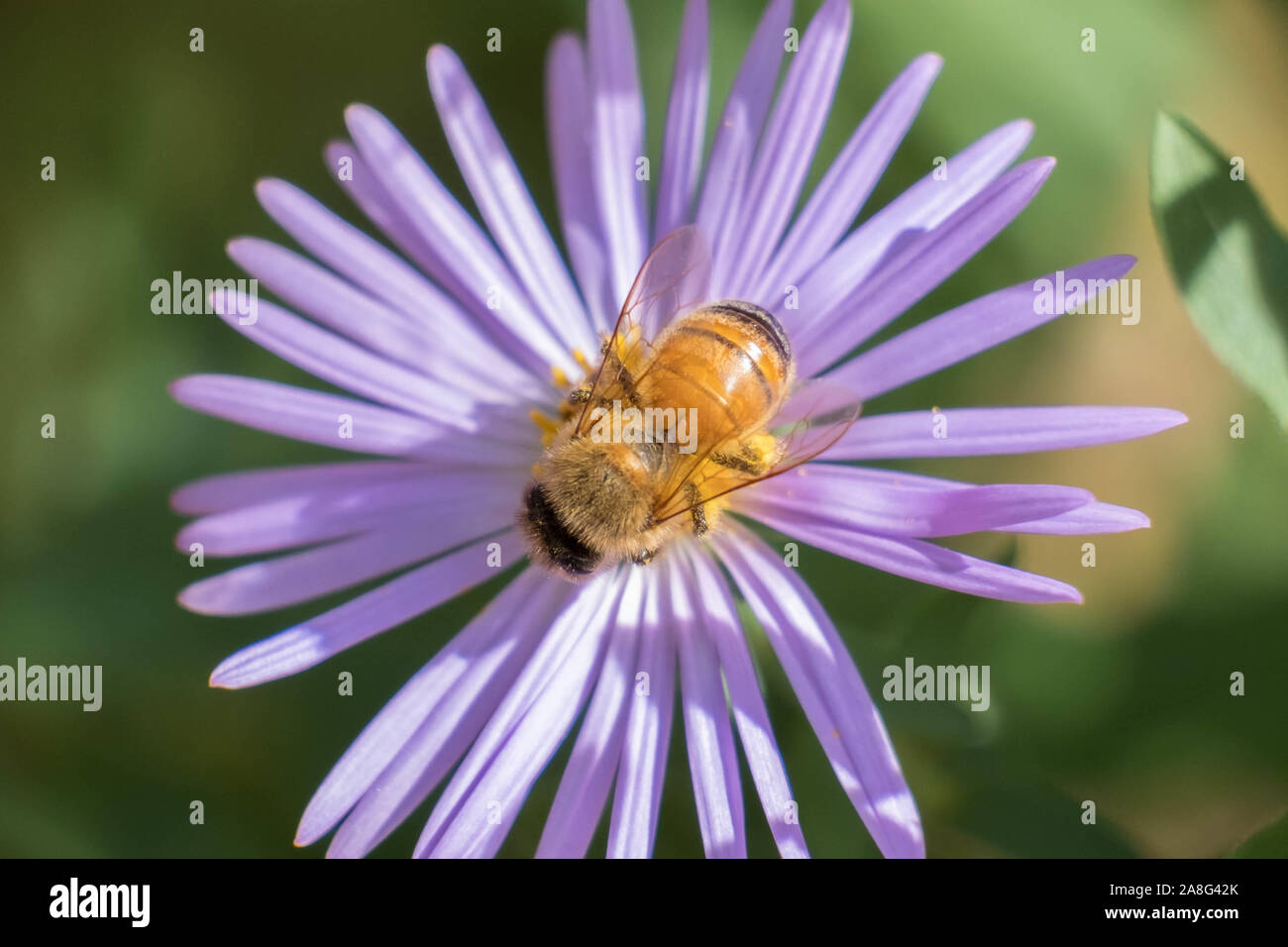 A western honey bee busy at work pollinating the flower garden. Raleigh ...