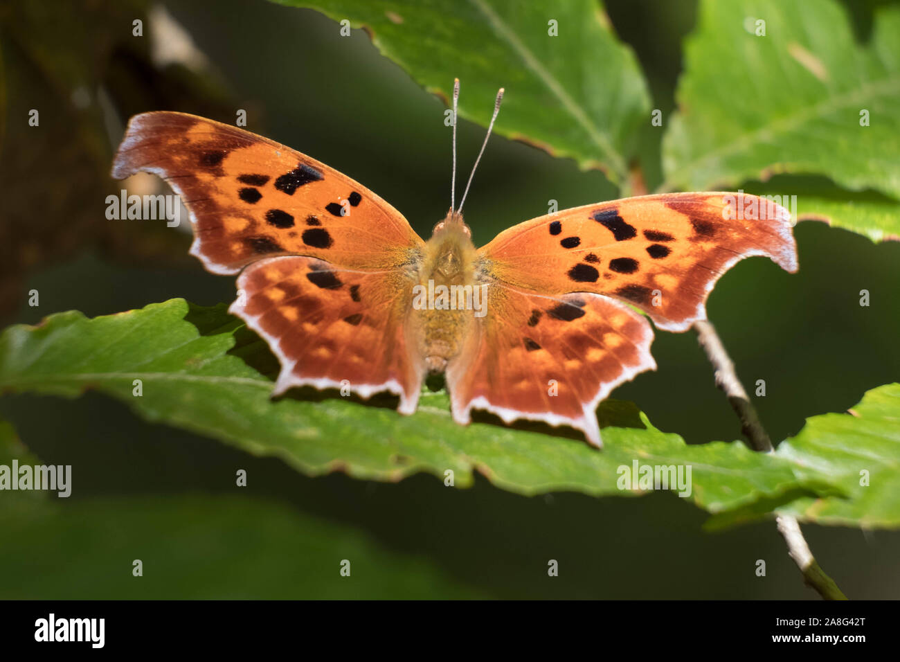 Question mark in nature hi-res stock photography and images - Alamy