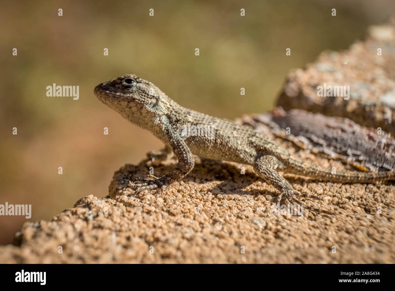 Swift predator hi-res stock photography and images - Alamy