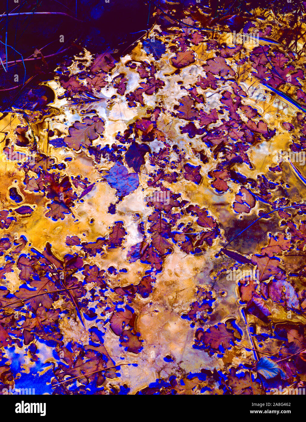 Leaves in a natural oil seep, Grandstaff Canyon Wilderenss Study Area ...