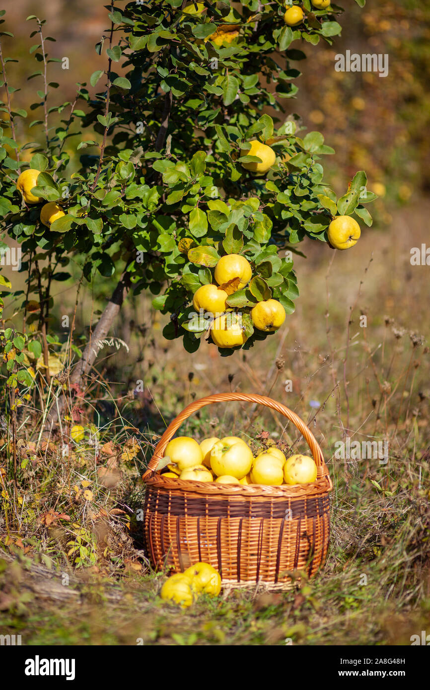 Still life autumn photo of freshly picked yellow quinces in a basket ...