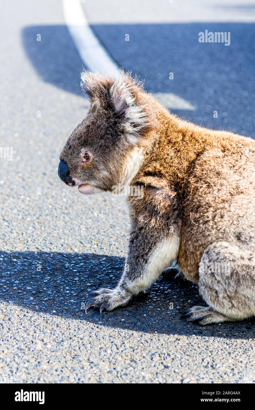 Driving On Great Ocean Road, Australia High Resolution Stock ...