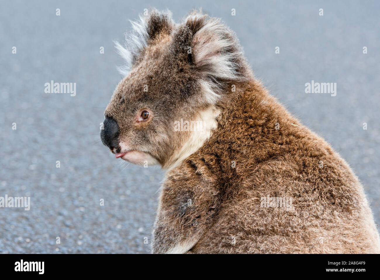 Great koala hi-res stock photography and images - Alamy