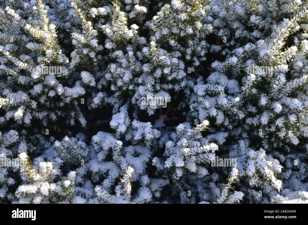 Frosty shrubs hi-res stock photography and images - Alamy