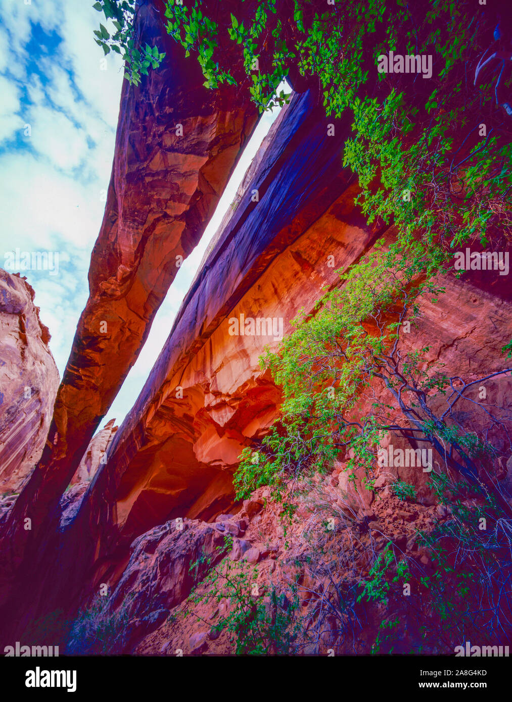 Morning Glory Arch, Proposed Grandstaff Canyon Wilderness, Utah, One of ...
