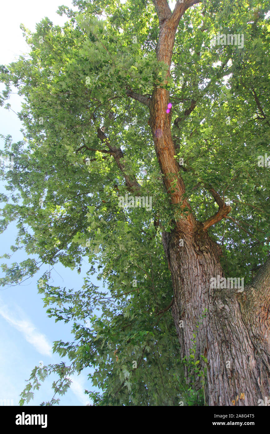 Looking up a Big Tree Stock Photo - Alamy