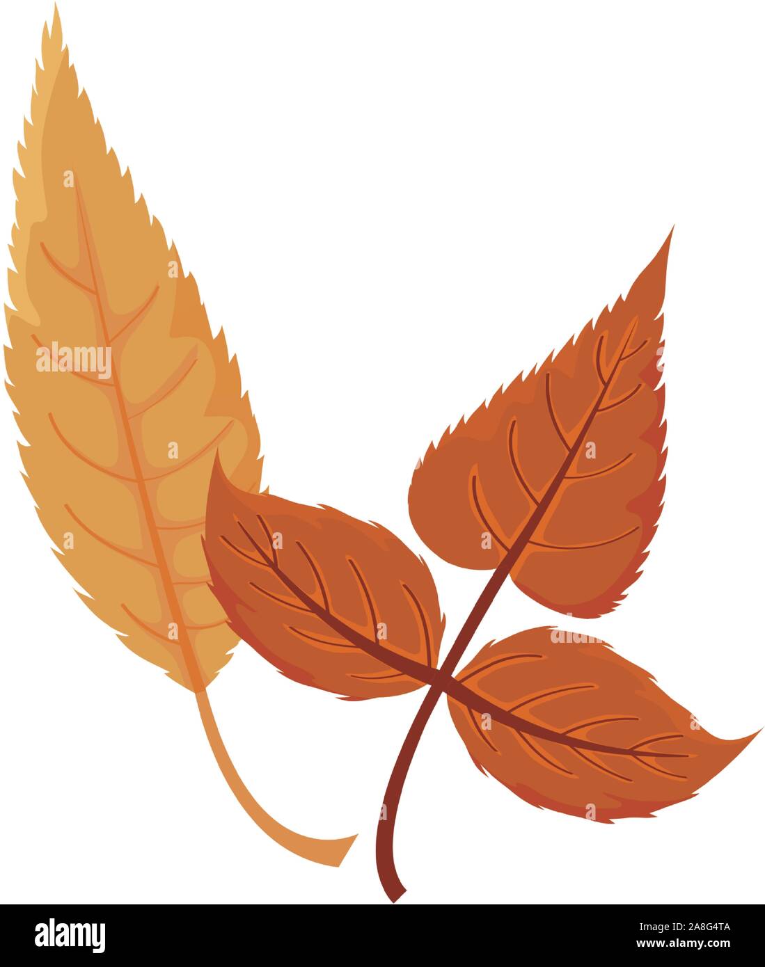 beautiful autumn leaves on white background vector illustration design ...