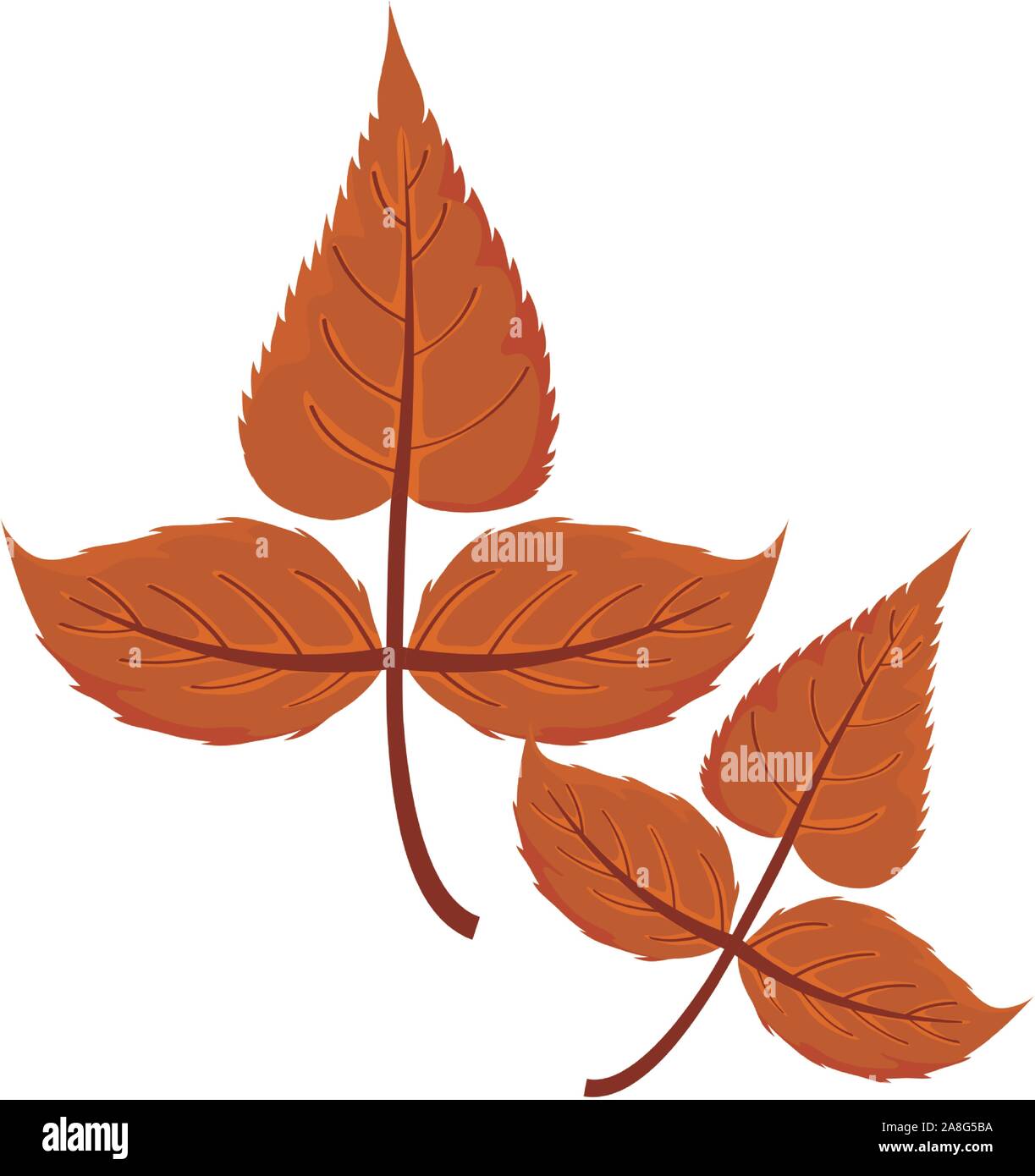 beautiful autumn leaves on white background vector illustration design ...