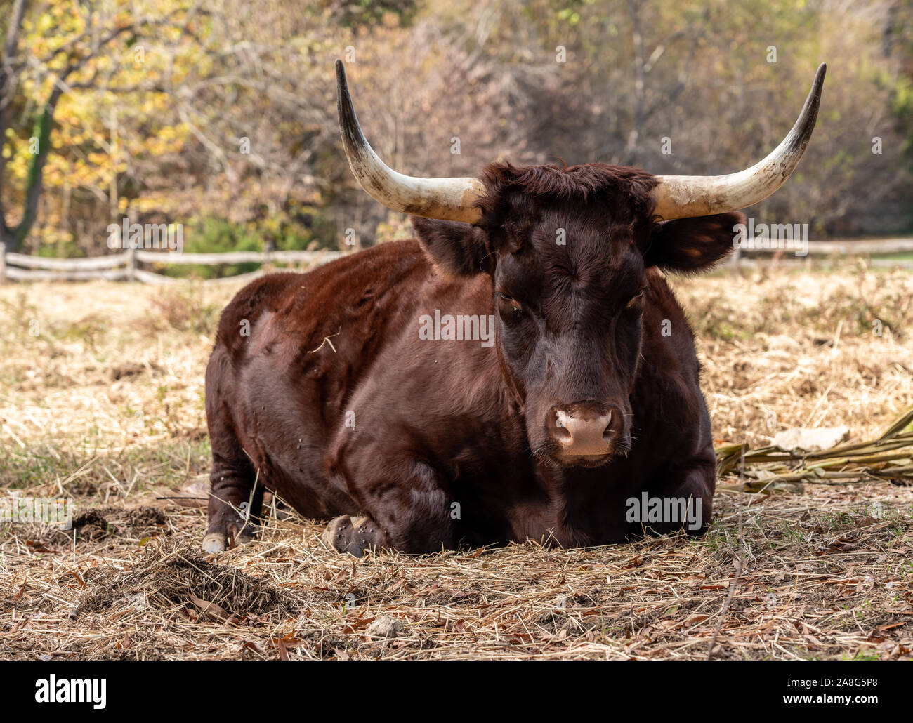 Cow lying down hi-res stock photography and images - Alamy