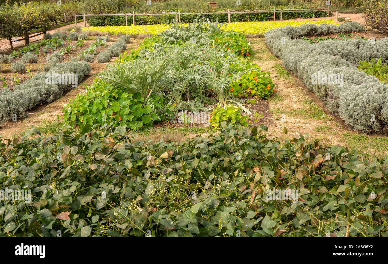 Vegetables and herbs growing in traditional rural kitchen garden Stock ...