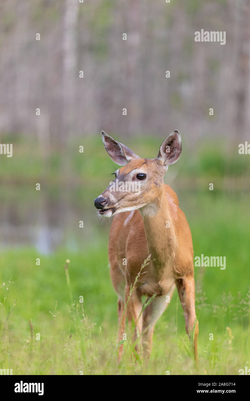 Whitetail Deer Doe High Resolution Stock Photography and Images - Alamy