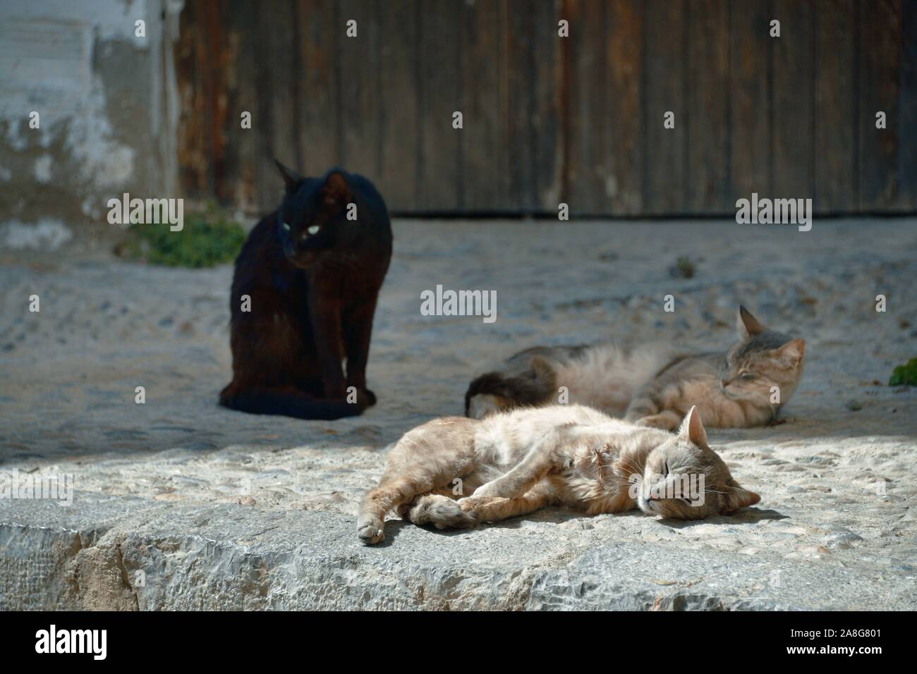Cat rest enjoy sunshine in Peniscola Castle street in Spain Stock Photo ...