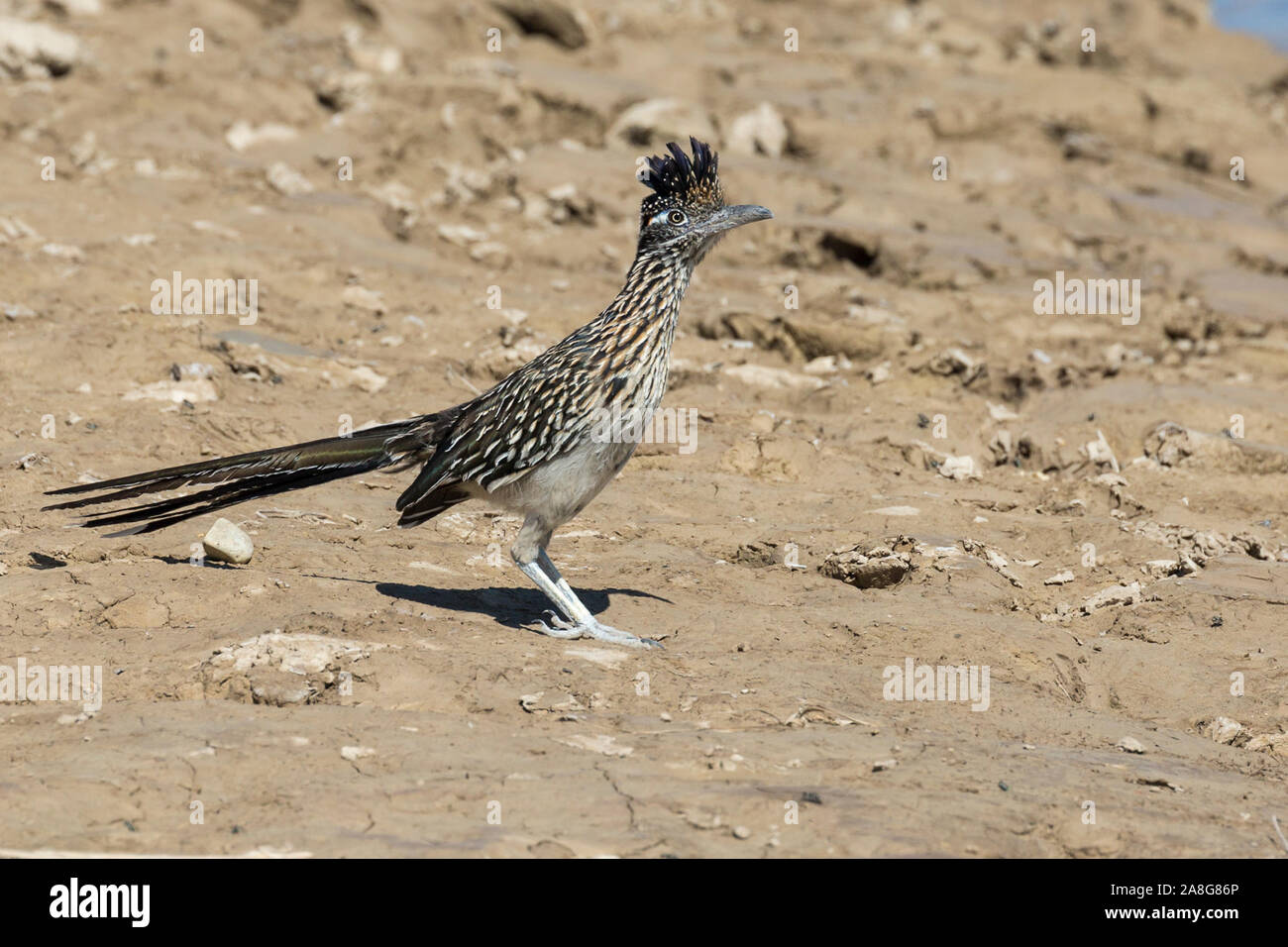 Road Runner Bird Flying