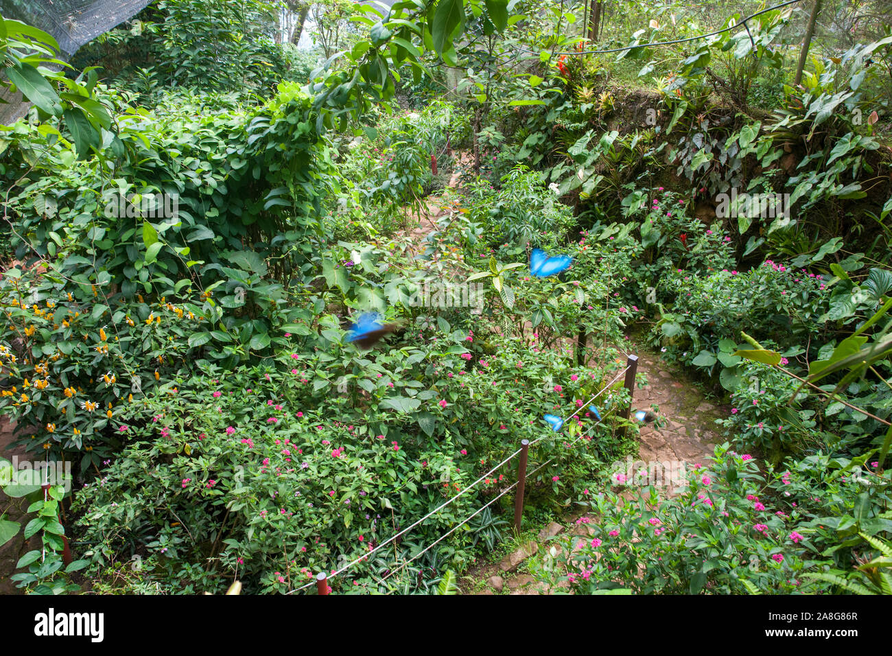 Andoke Mariposario butterfly sanctuary near Cali, Colombia Stock Photo ...