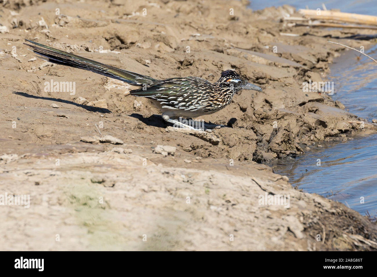 Wild roadrunner in Big Bend National Park going to the Rio Grande river ...