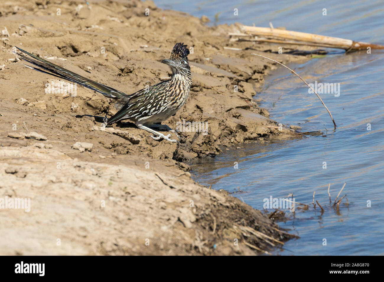 Roadrunner flying hi-res stock photography and images - Alamy