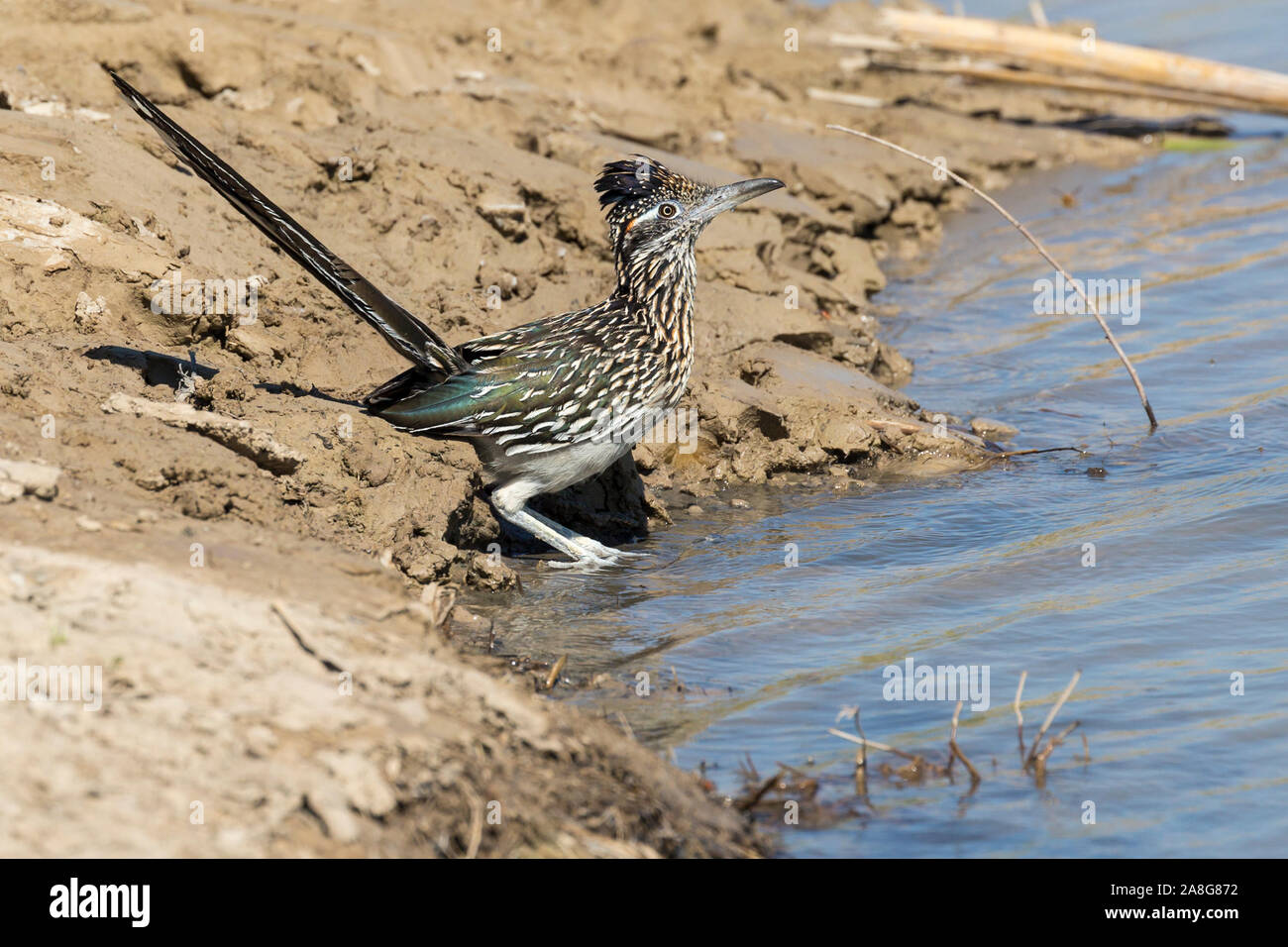 Wild roadrunner in Big Bend National Park going to the Rio Grande river ...