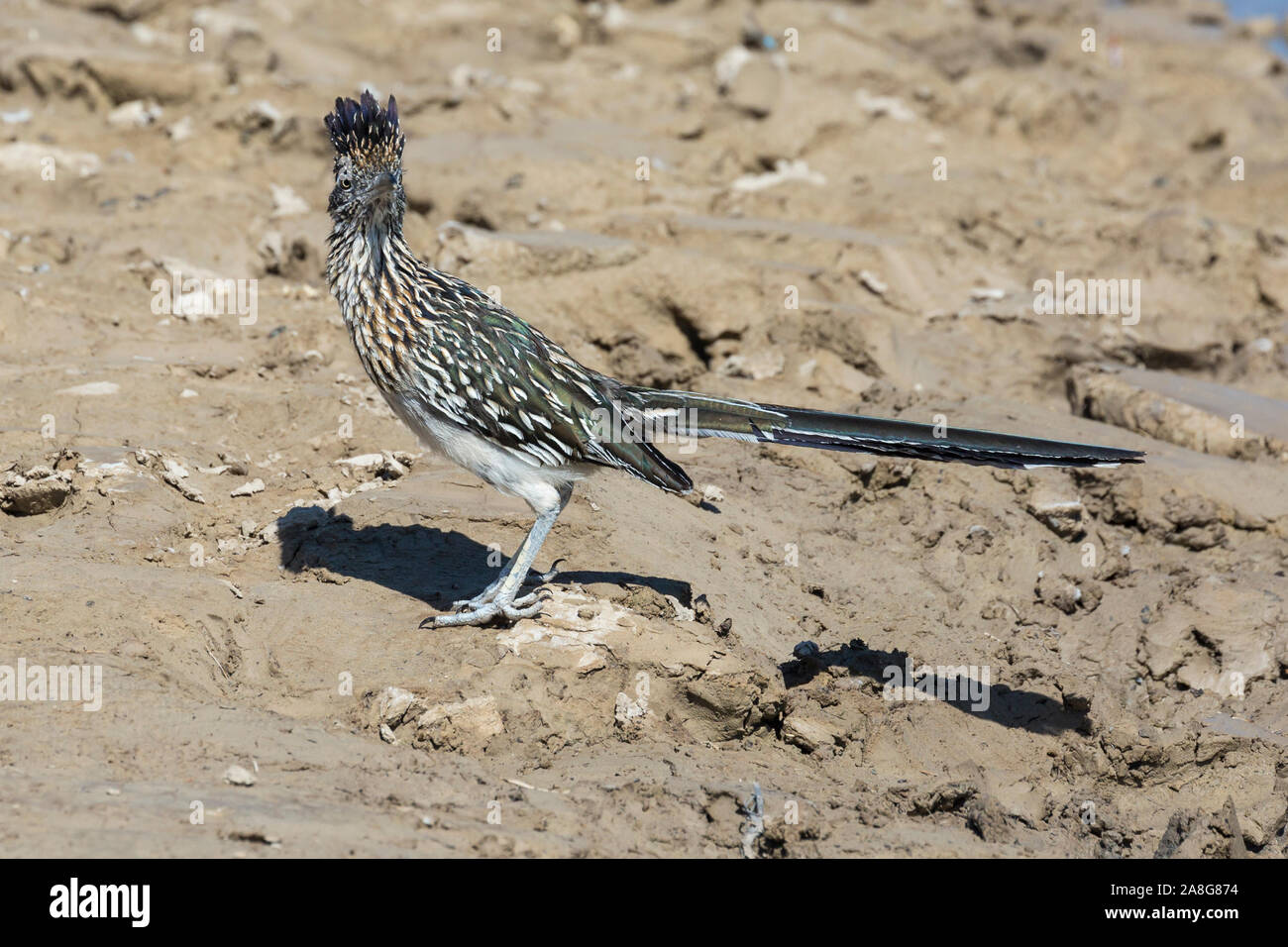 Wild roadrunner in Big Bend National Park going to the Rio Grande river ...