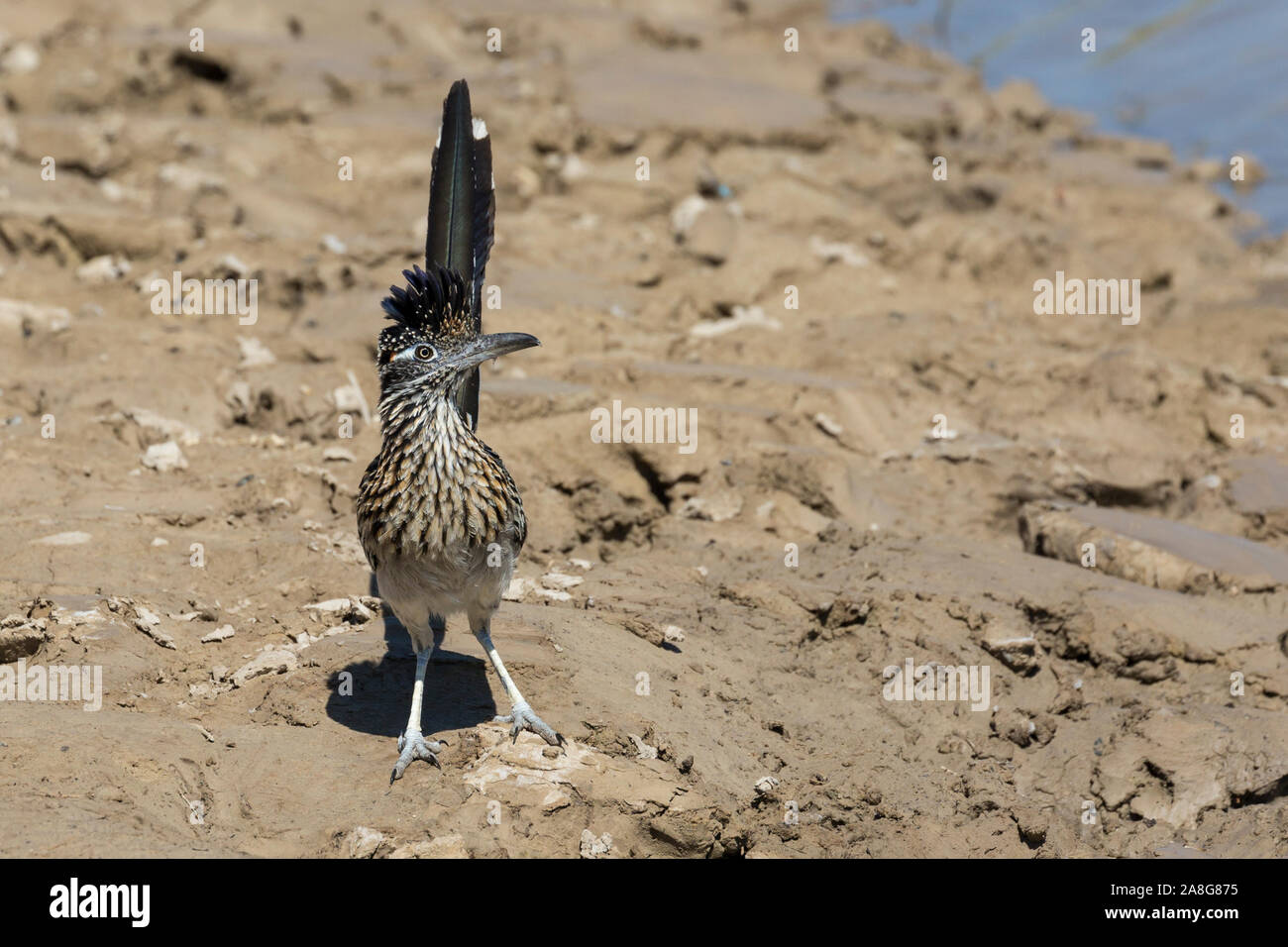 Wild roadrunner in Big Bend National Park going to the Rio Grande river ...