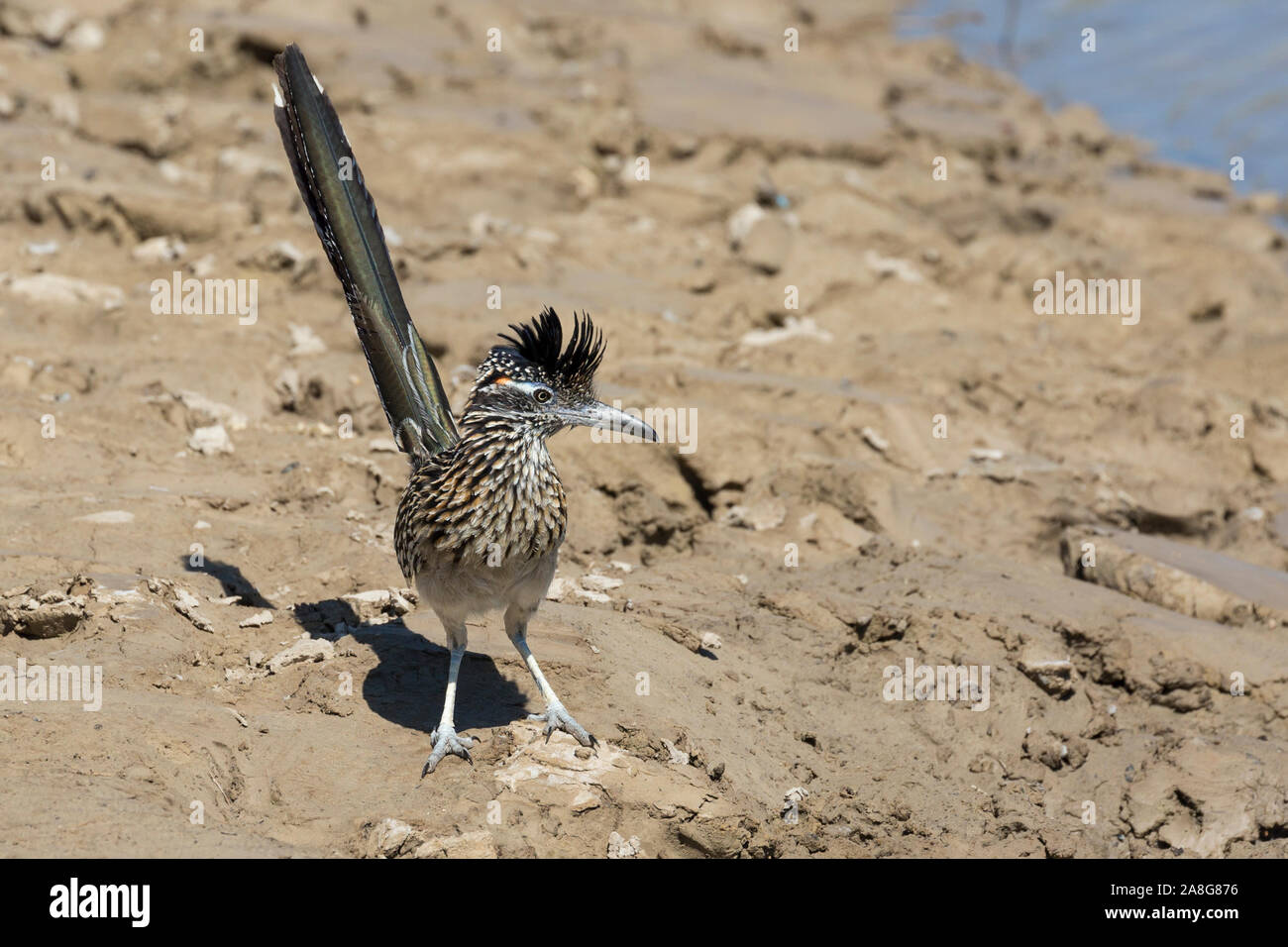 Wild roadrunner in Big Bend National Park going to the Rio Grande river ...