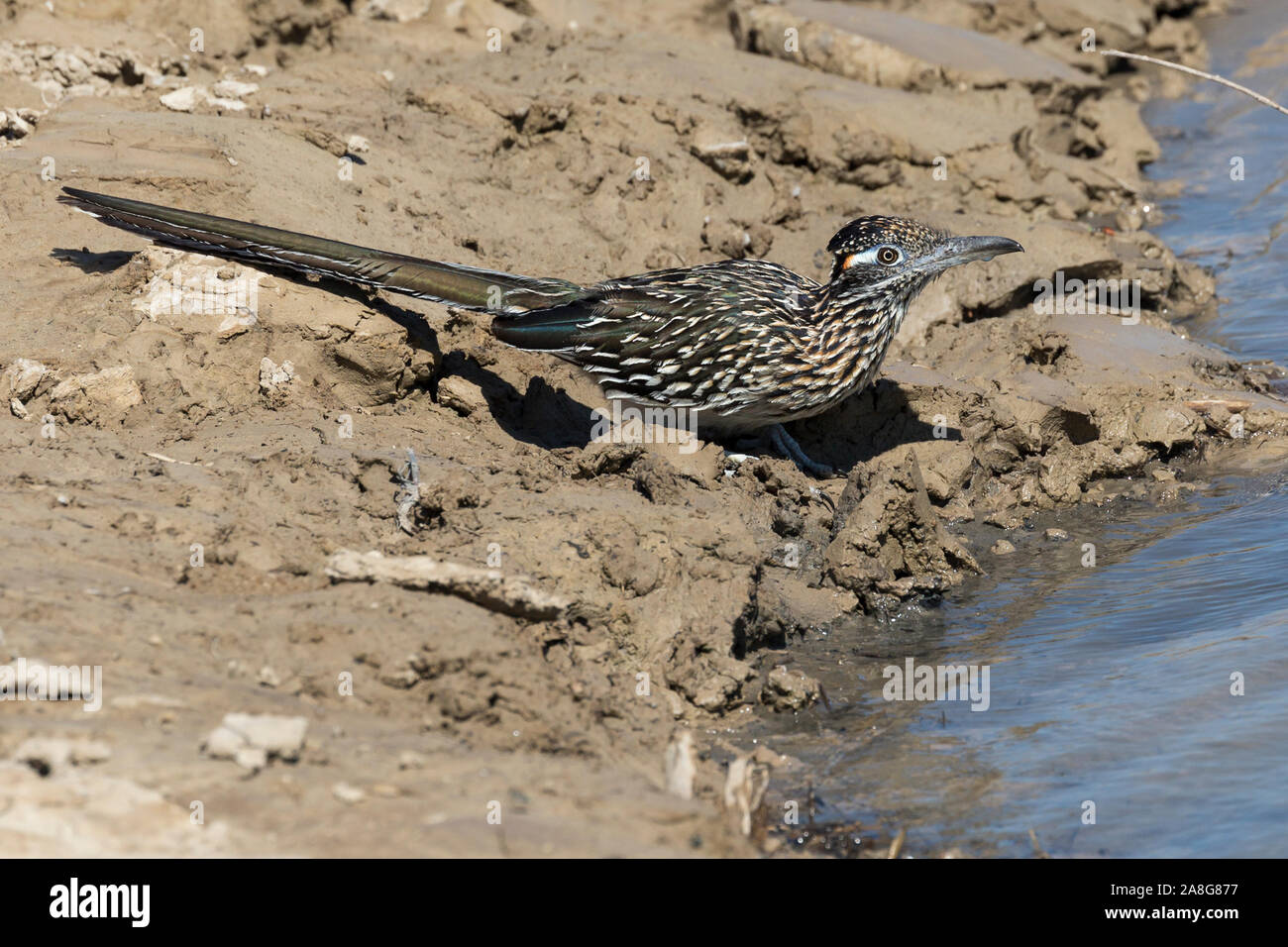 Roadrunner at big bend national park hi-res stock photography and ...
