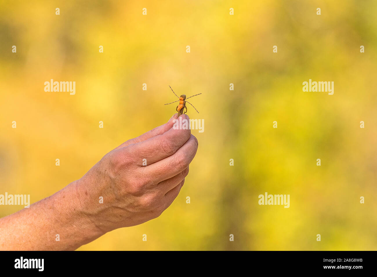 A woman holds up a fly prior to placing it on the line on a sunny fall ...