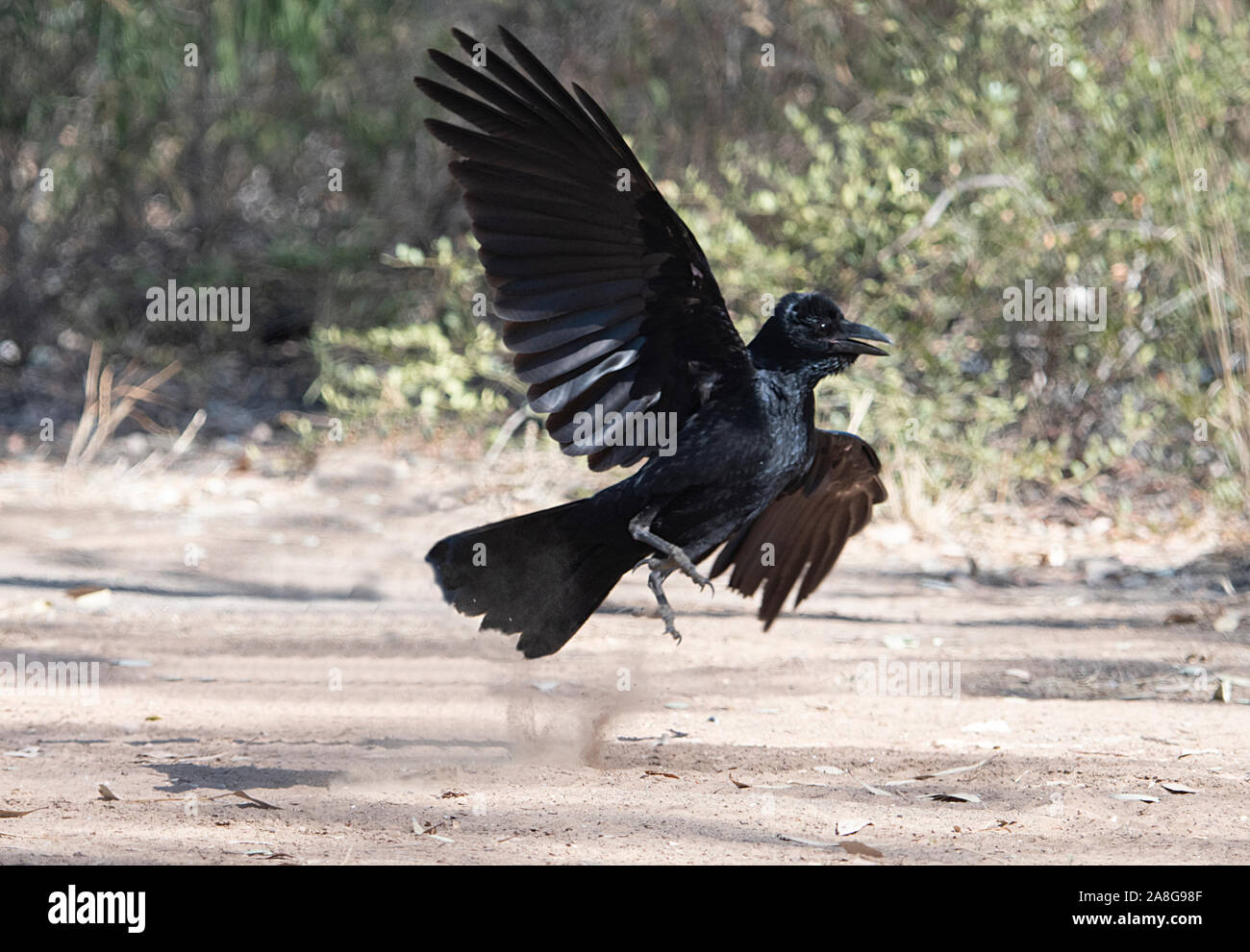 Young Torresian Crow in flight (Corvus orru), Queensland, QLD ...