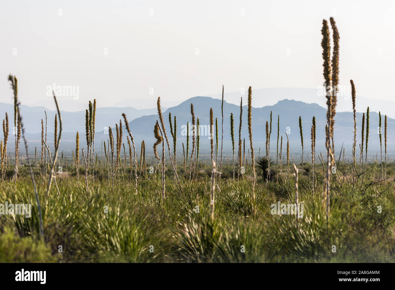 Desert landscape view during the day in Big Bend National Park (Texas ...