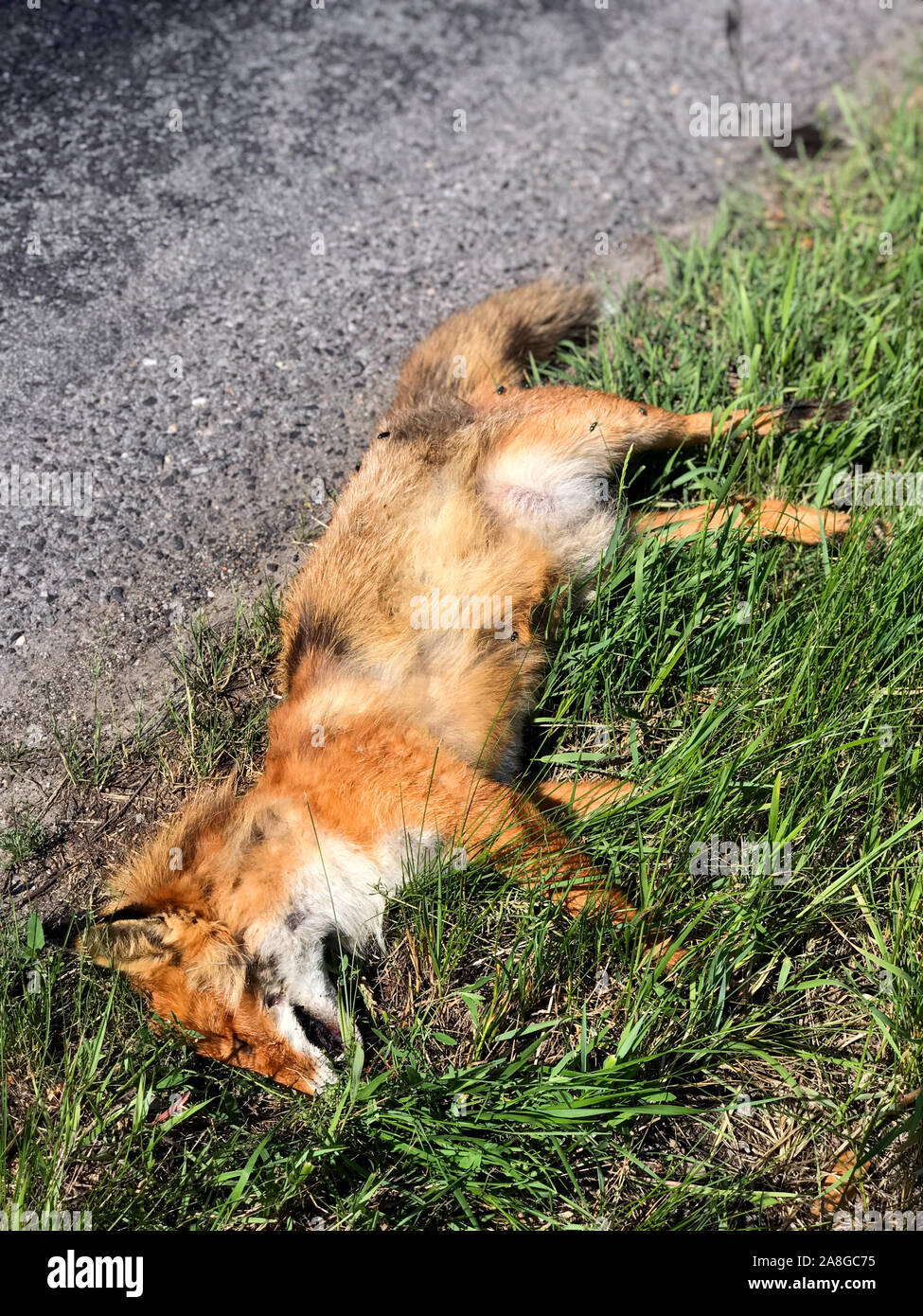 Dead fox in road hi-res stock photography and images - Alamy