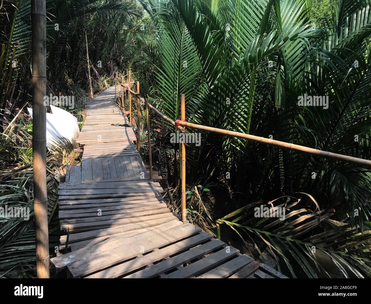 Inside a jungle hi-res stock photography and images - Alamy