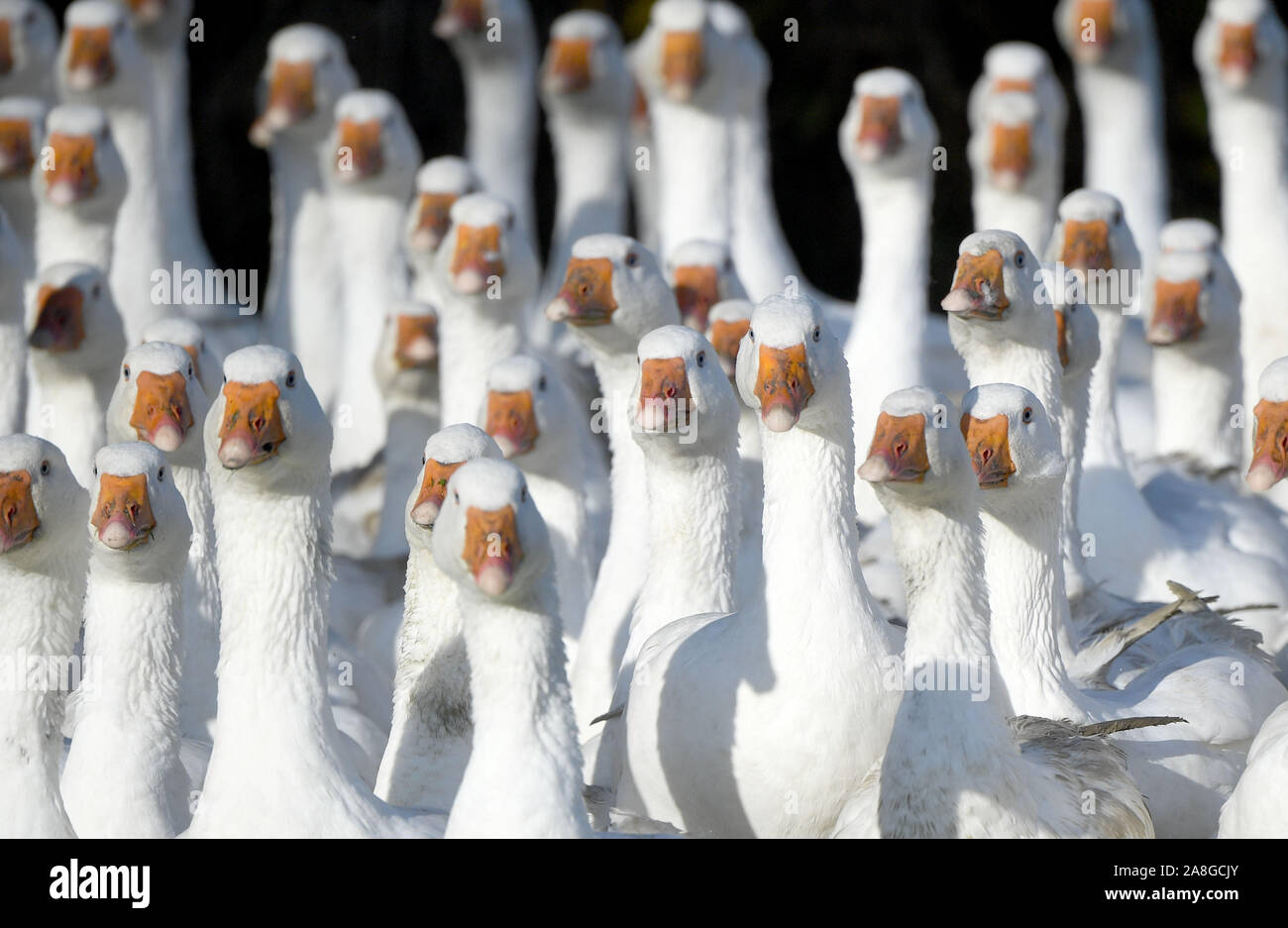 Martin Gans High Resolution Stock Photography and Images - Alamy