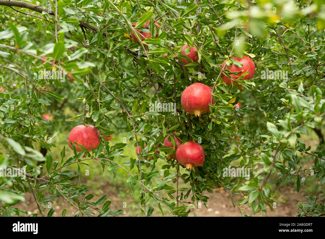 Hanging pomegranates hi-res stock photography and images - Alamy