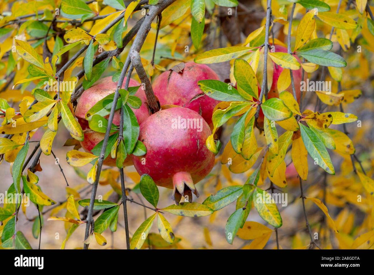 Two pomegranates on tree hi-res stock photography and images - Alamy
