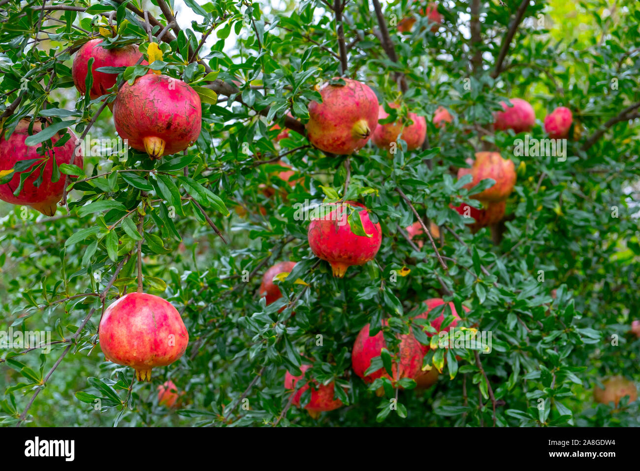 Hanging pomegranates hi-res stock photography and images - Alamy