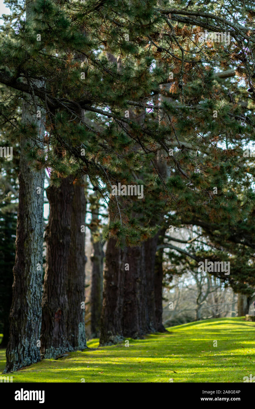Trees, Cornwall Park, New Zealand Stock Photo - Alamy