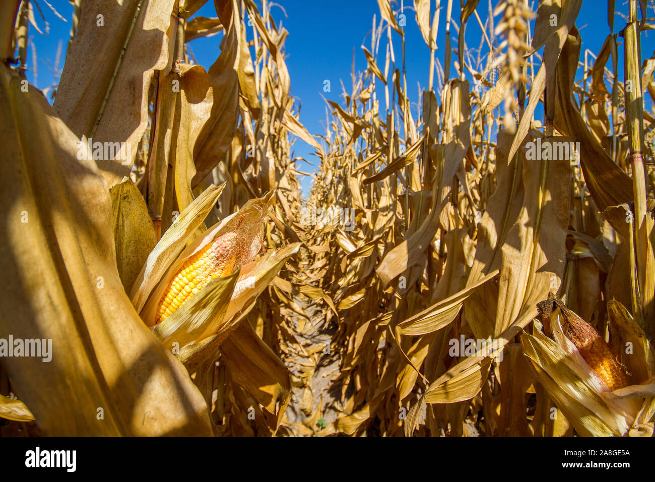 Crop science corn hi-res stock photography and images - Alamy