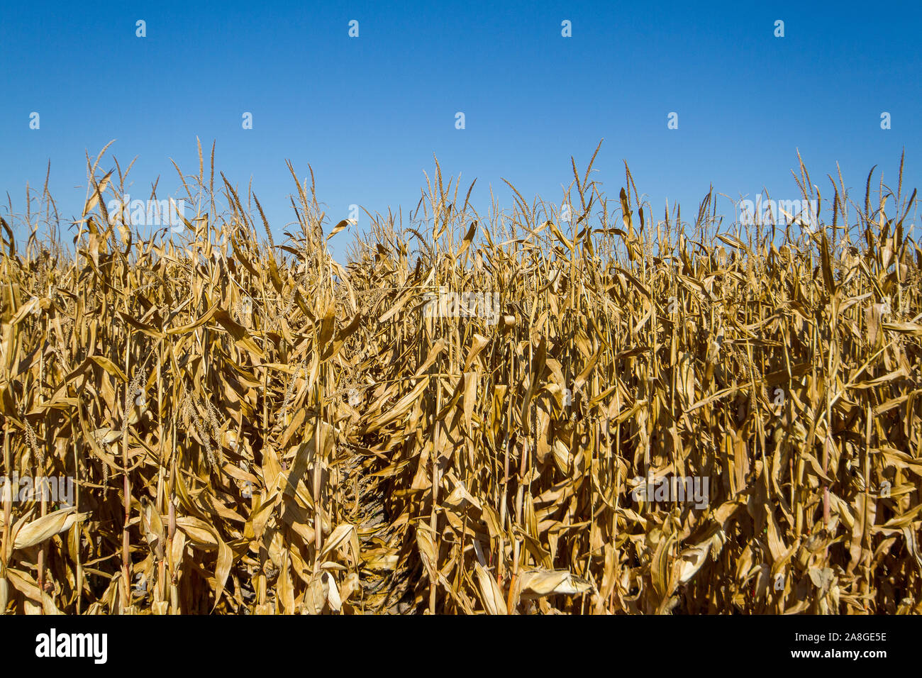 Fossil corn cob hi-res stock photography and images - Alamy