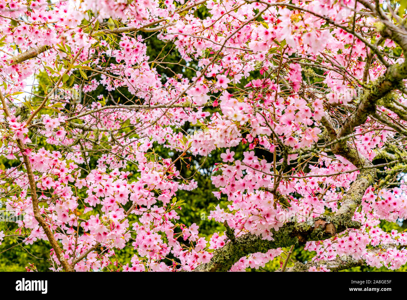 Cherry Blossoms (Sakura), Cornwall Park, Auckland, New Zealand Stock ...