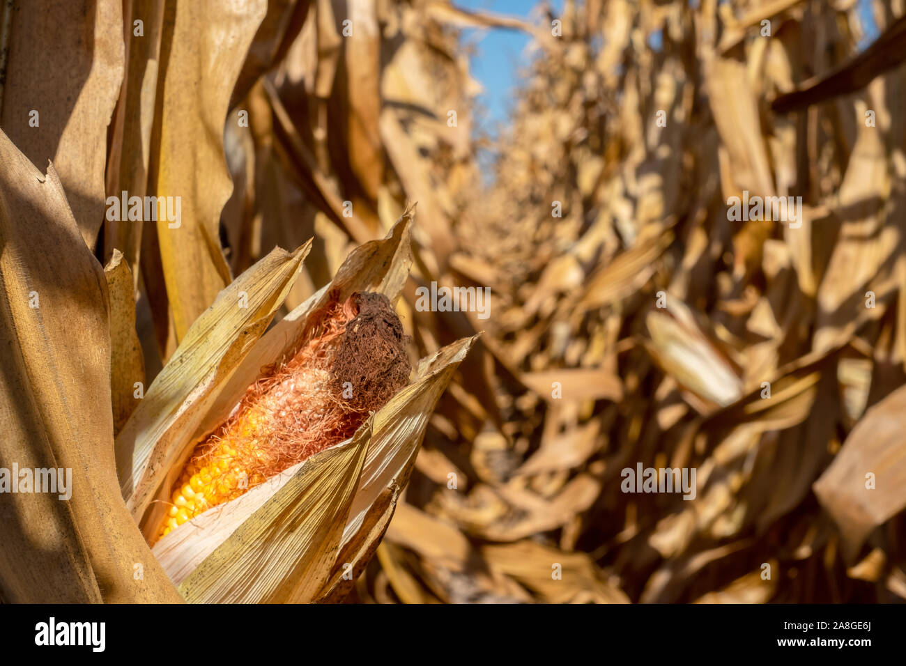 Fossil corn cob hi-res stock photography and images - Alamy